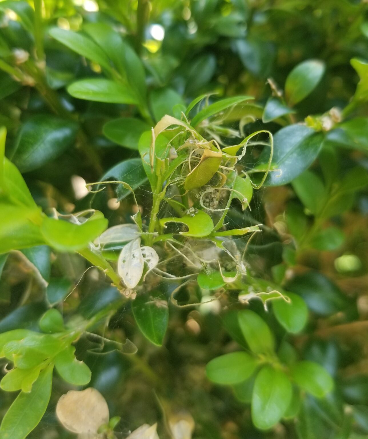 Be Aware of Box Tree Moth, A New Pest of Boxwood - Barnstable County