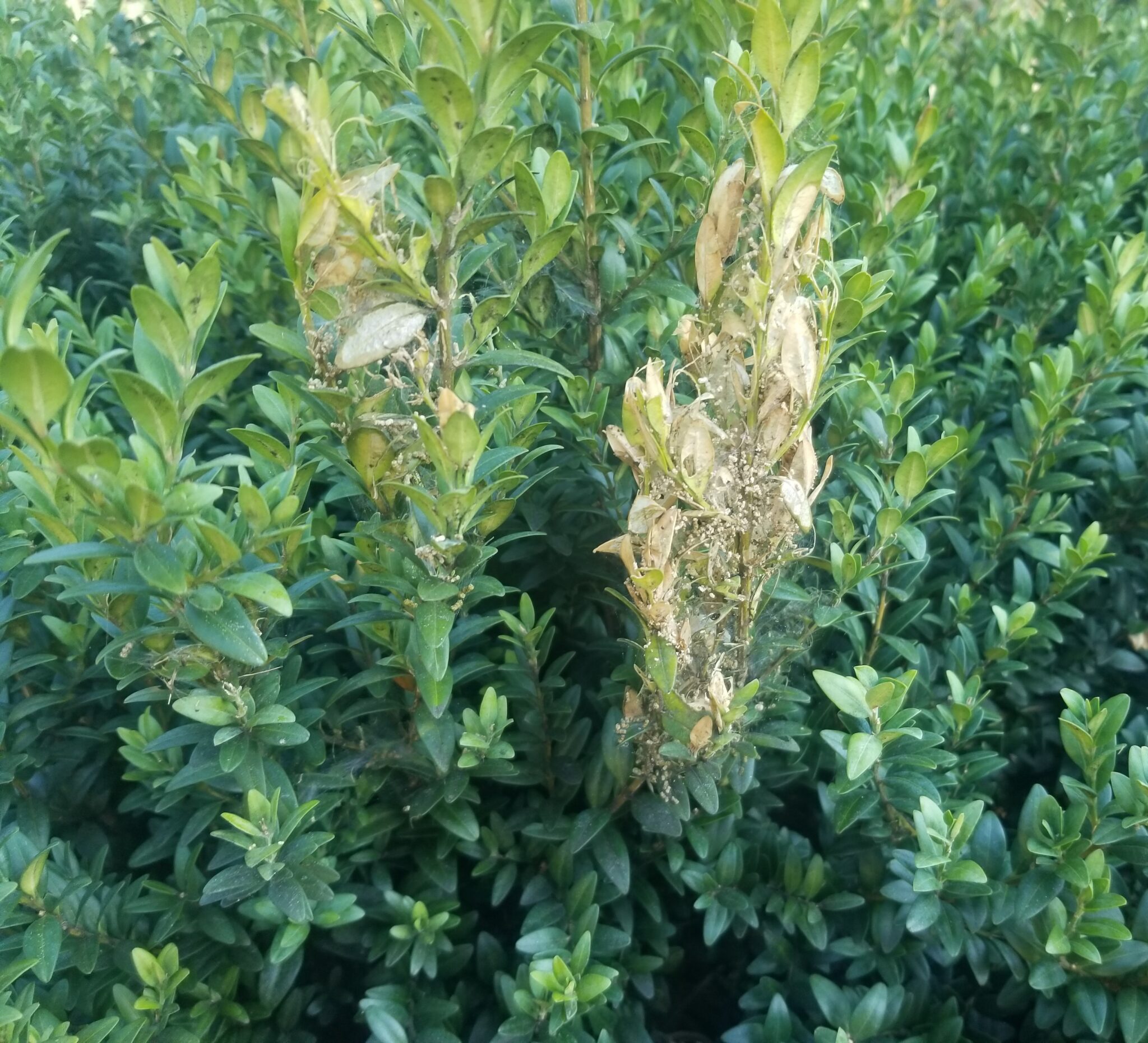 Be Aware of Box Tree Moth, A New Pest of Boxwood - Barnstable County