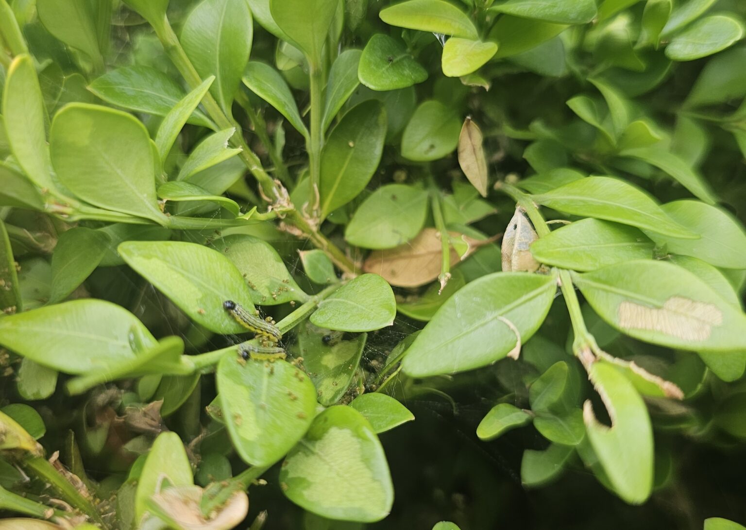 Box Tree Moth on Cape Cod: What Gardeners Need to Know - Barnstable County