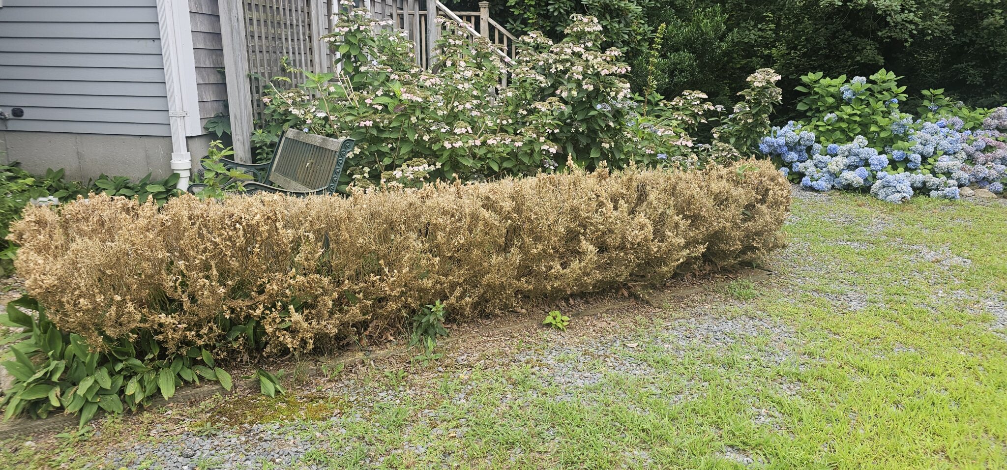 Be Aware of Box Tree Moth, A New Pest of Boxwood - Barnstable County