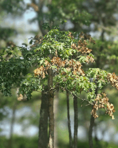 The Great Cape Cod Cicada Comeback: 17 Years in the Making ...