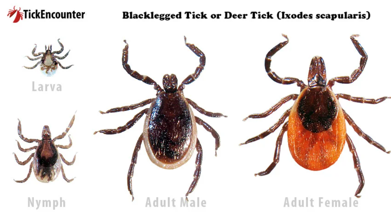 Tick-borne Illness Information and Prevention - Barnstable County