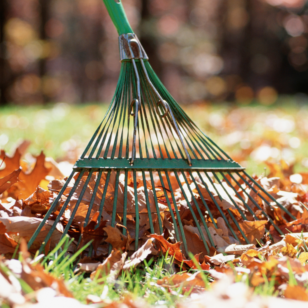 Leave the Leaves or Not? How to Help Pollinators and Avoid Ticks on ...