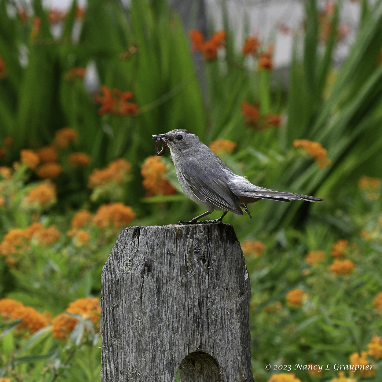Cape Cod Master Gardeners 2026 Spring Symposium | Save the Date