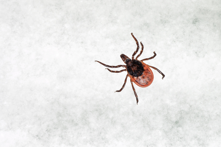 Will Winter Weather Kill Ticks on Cape Cod? Tick Facts